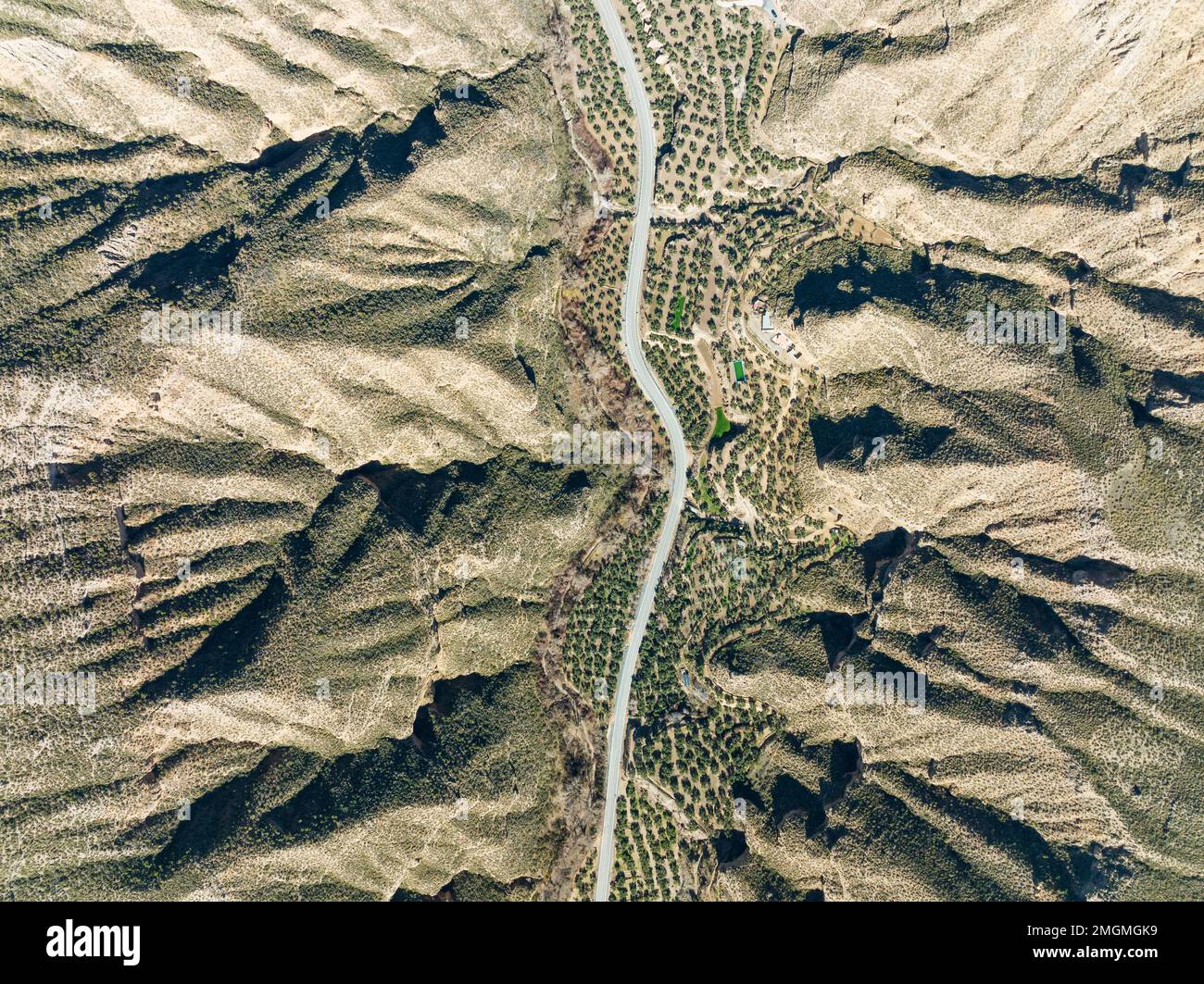 The Gor river valley is grown with cultivated olive trees (Olea eropaea ...