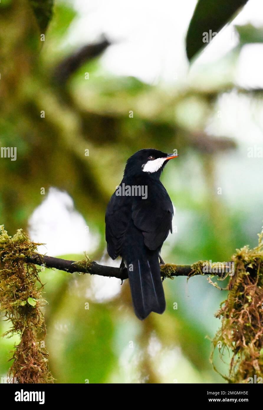 Black solitaire (Entomodestes coracinus) on branch. Mashpi lodge ...
