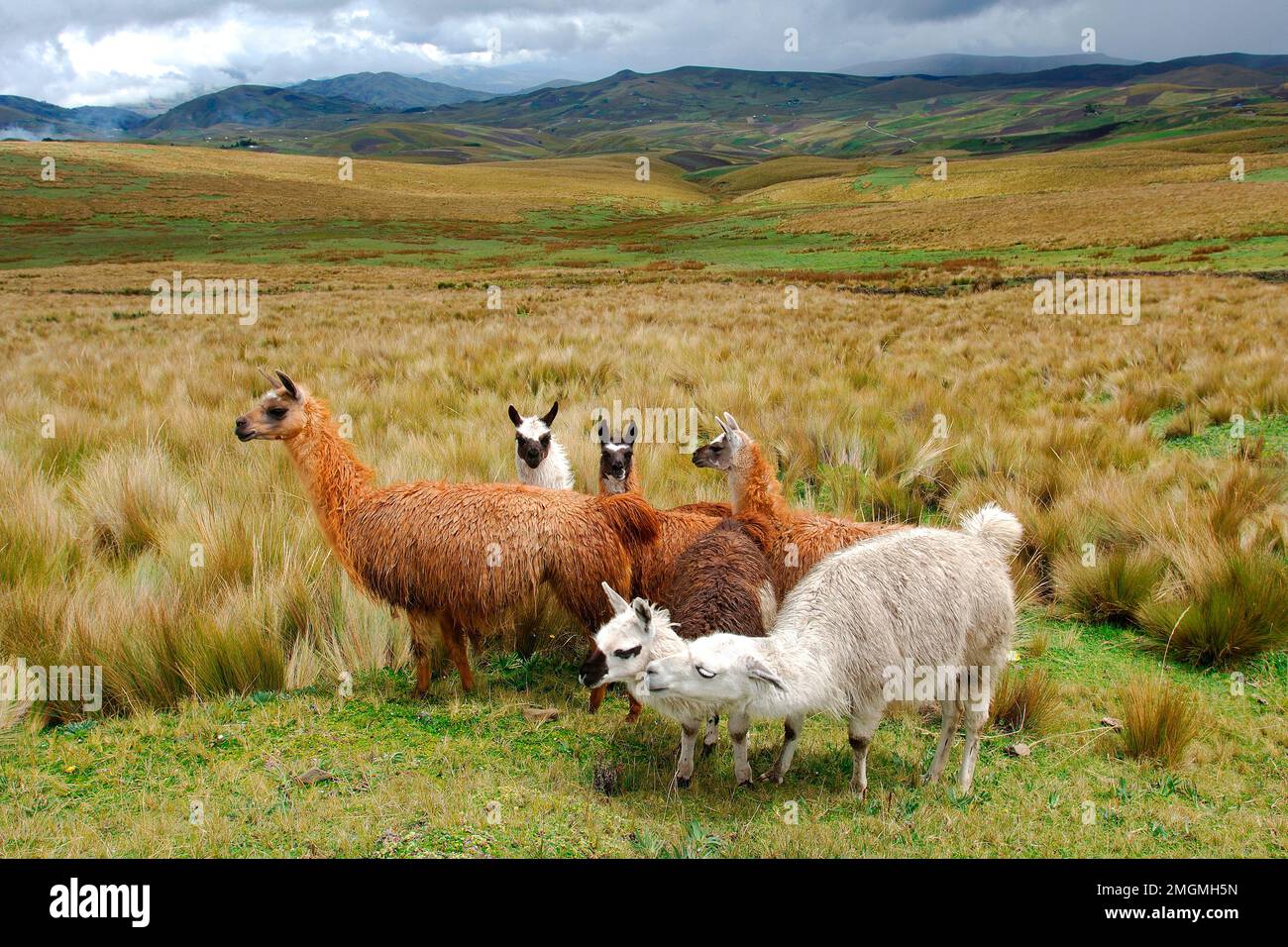 Lamas in the anean paramo. The volcanoes road. Urbina. Ecuador Stock ...