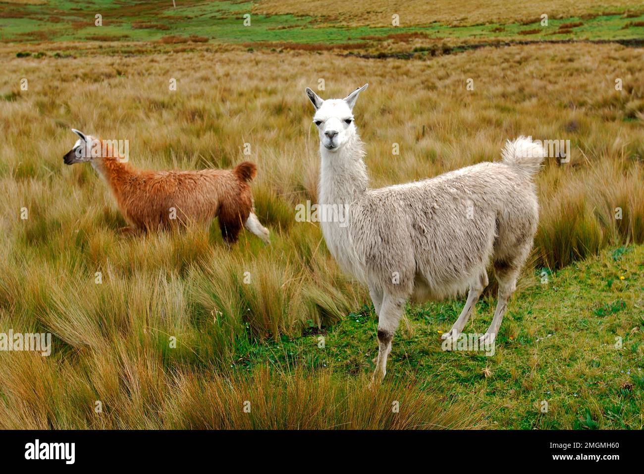 Lamas in the anean paramo. The volcanoes road. Urbina. Ecuador Stock ...