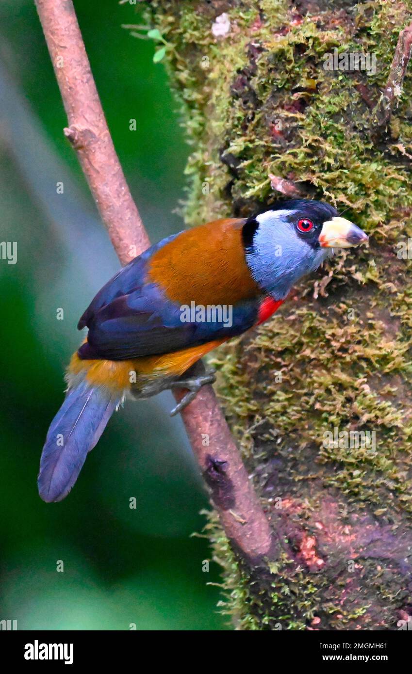 Toucan Barbet (Semnornis ramphastinus) on a branch. Mashpi lodge ...