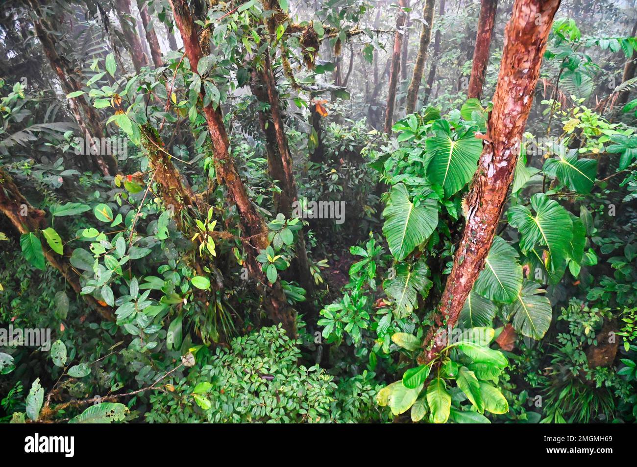 The Choco's rain forest is one the 25 hot-spot for biodiversity in the ...