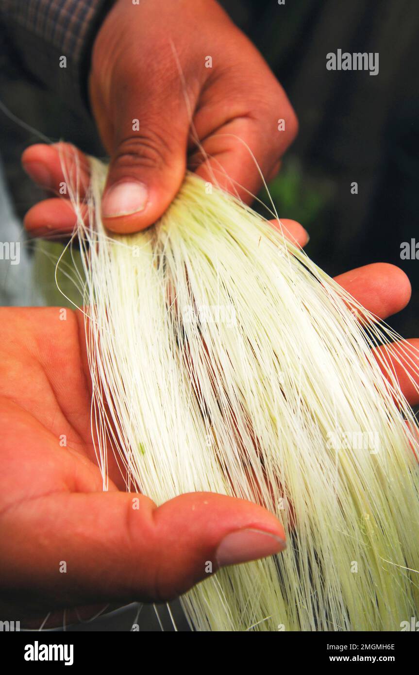 Sisal fibers used to make shoes and ropes. Andes. Ecuador Stock Photo ...