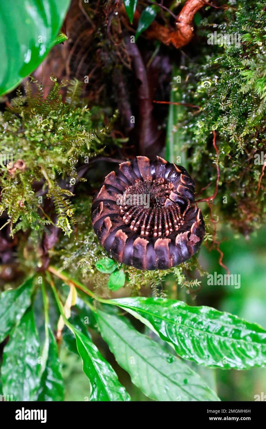 Giant centipede (Nyssodesmus sp). Mashpi lodge. Region of Choca-Darien. Ecuador Stock Photo - Alamy