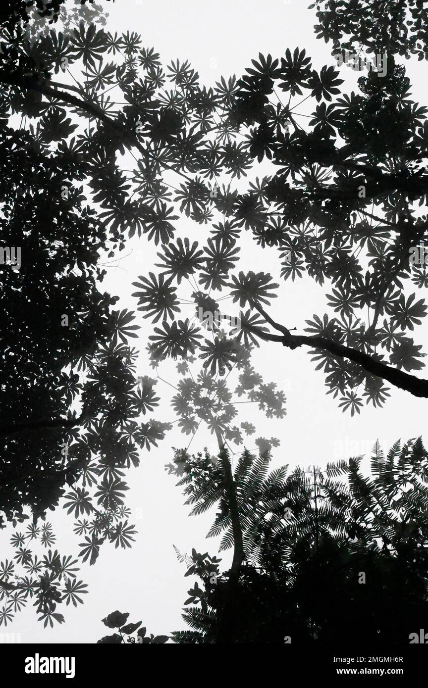 Trees in the mist at Choco's rain forest is one the 25 hot-spot for ...