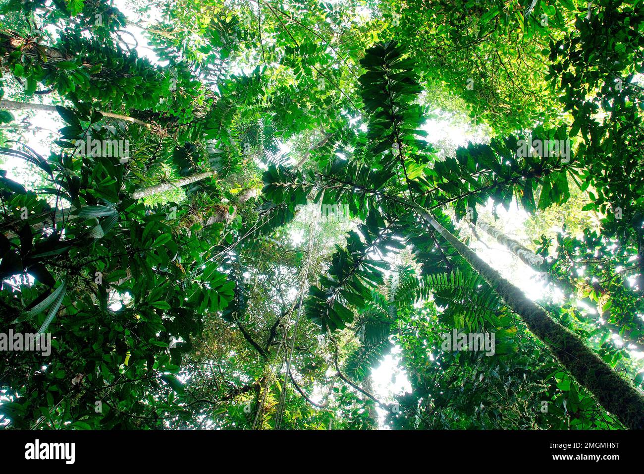 Inside the amazonian forest one of the most important ecosystem in the ...