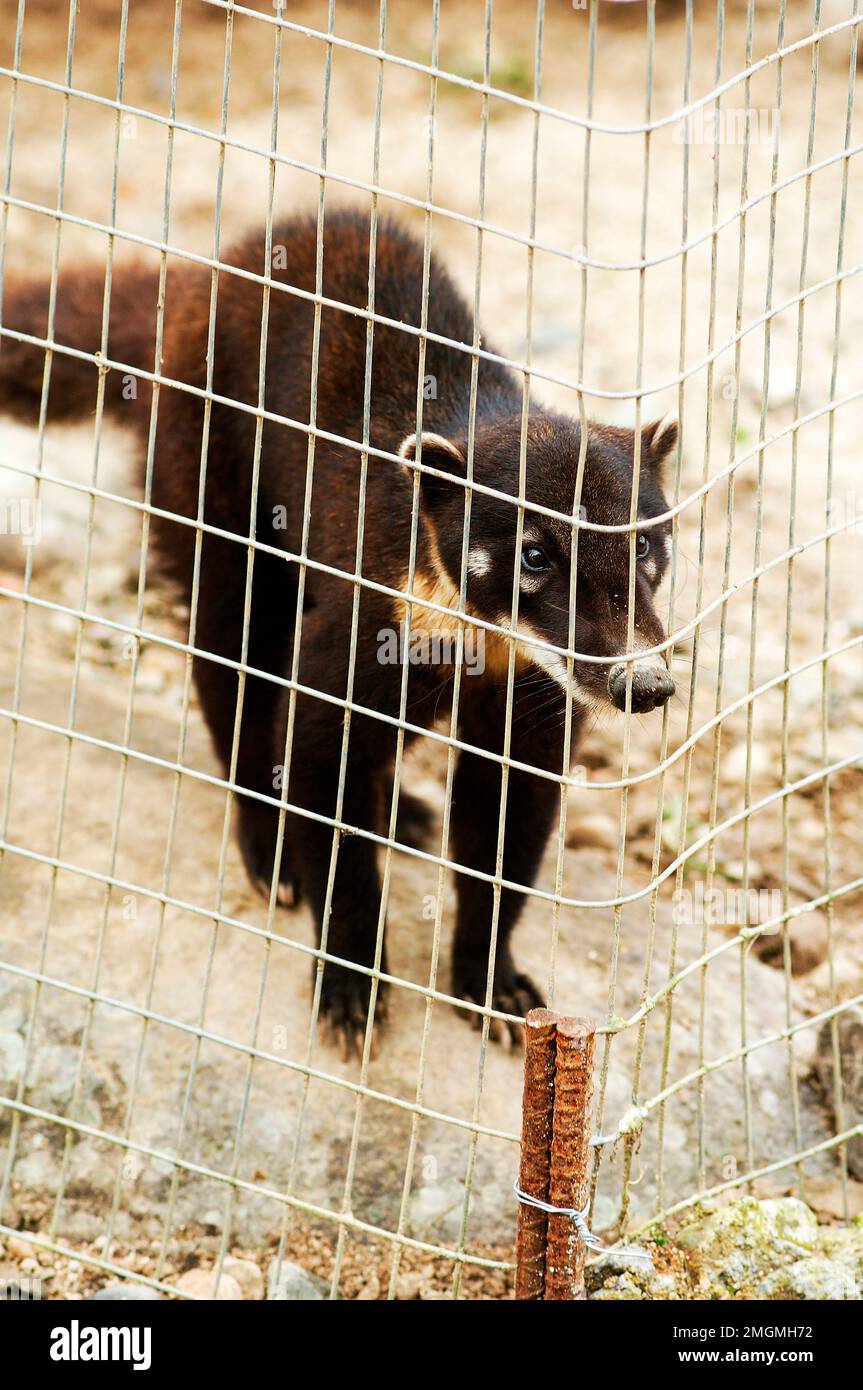 White-nosed Coati (Nasua narica) in a cage. Amazonia. Ecuador Stock ...