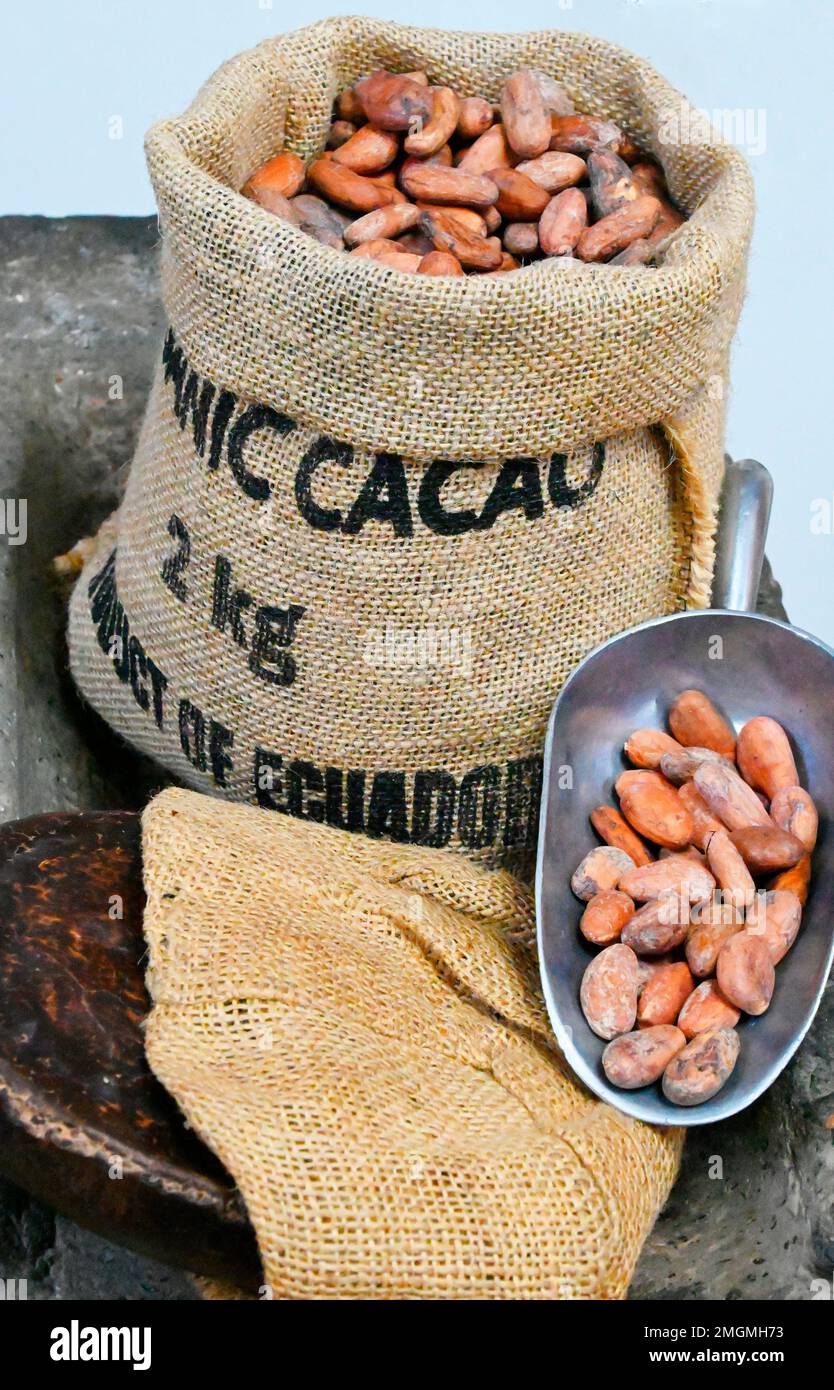 Cocoa beans biologicaly grown on the pacific coast. Quito. Ecuador ...