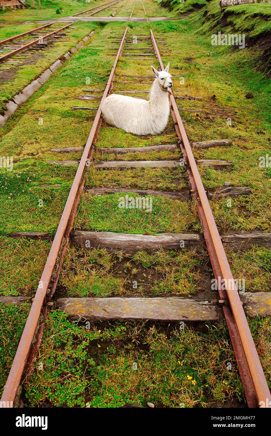 Lama resting on the railway tracks. The volcanoes road. Urbina. Ecuador ...