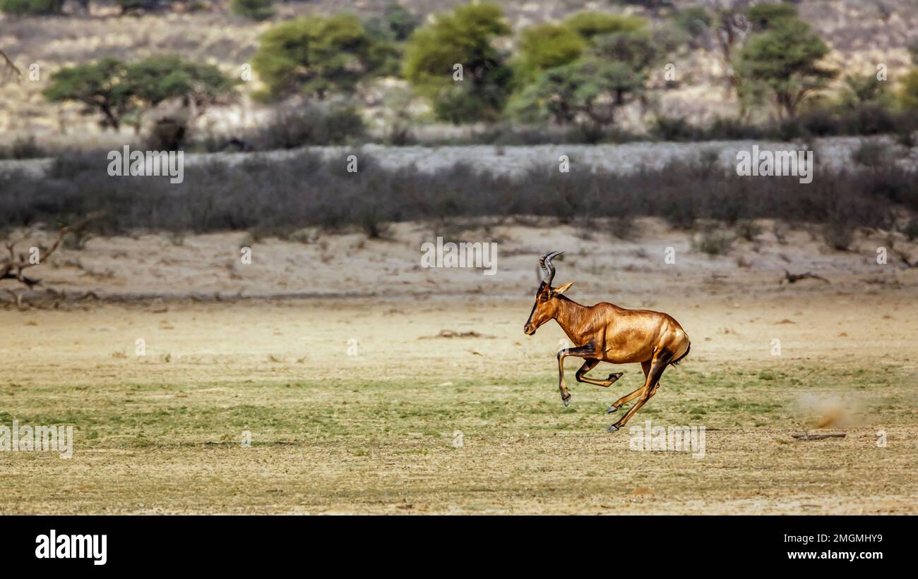 Hartebeest (Alcelaphus buselaphus) running side view in dry land in ...