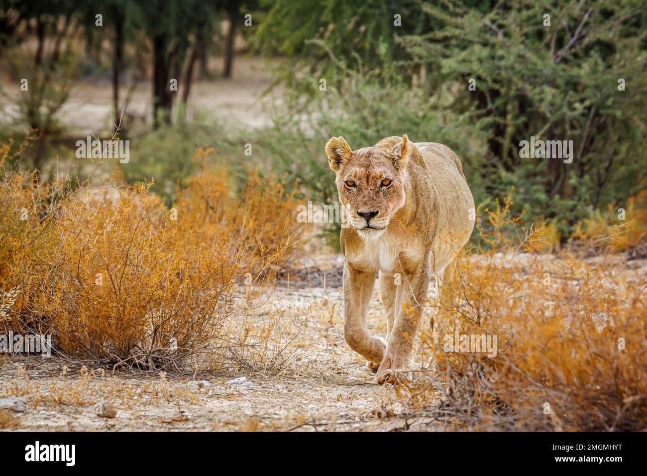 African lioness (Panthera leo) walking front view in shrub land in ...