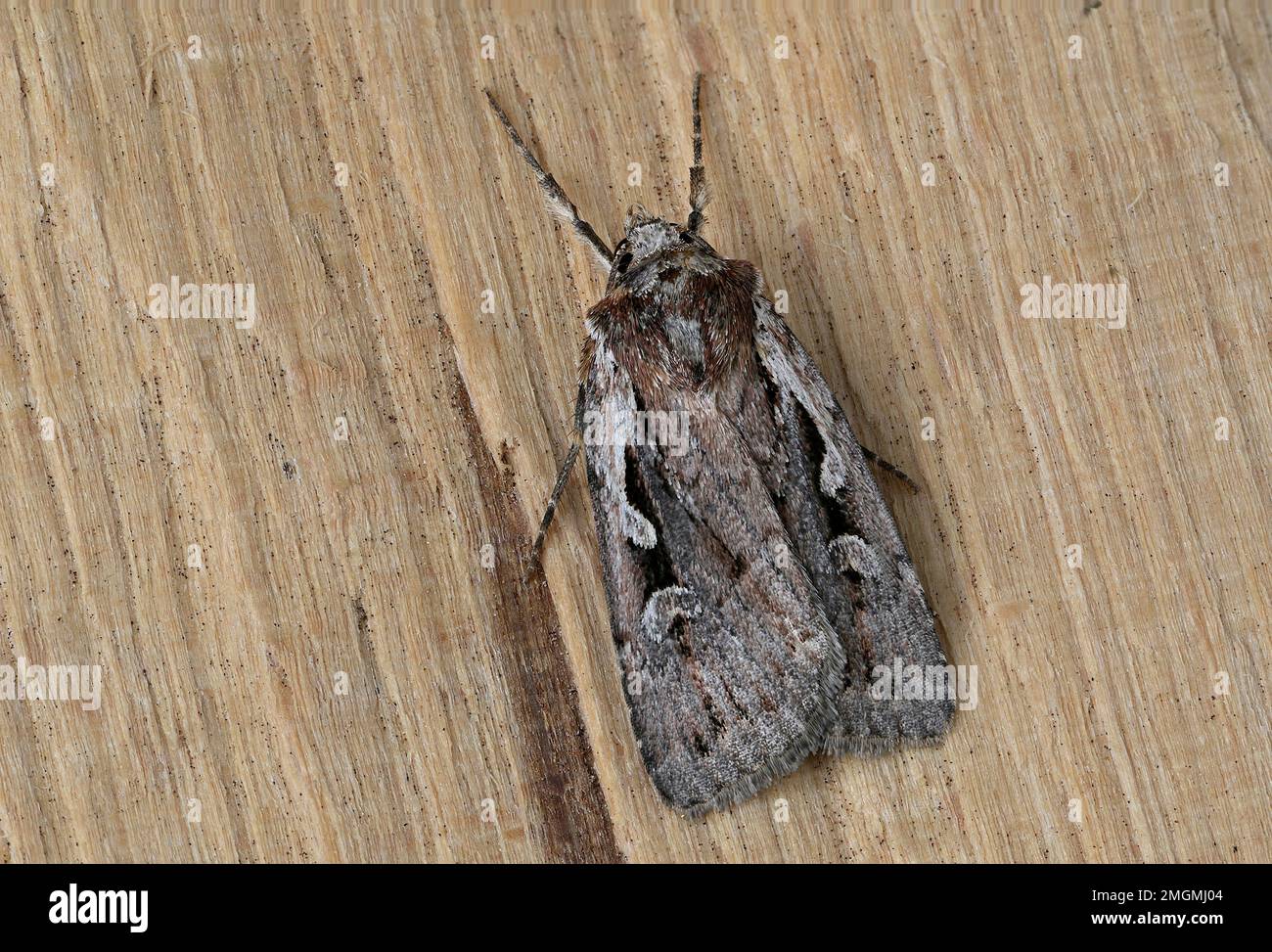 Heath rustic (Xestia agathina) Imago at rest, Pledeliac, Brittany ...