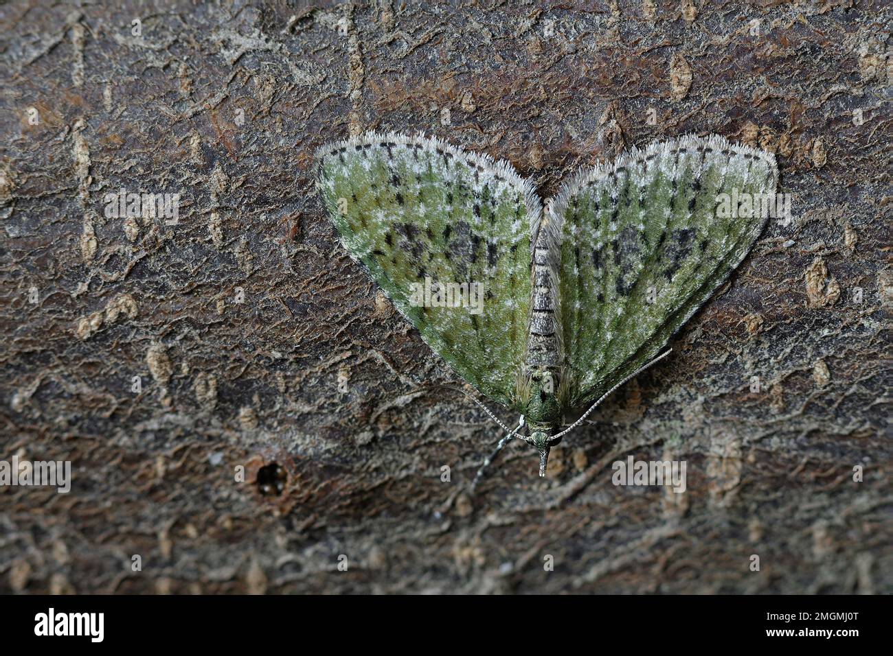 Yellow-barred brindle (Acasis viretata) imago at rest, Plerin, Brittany ...