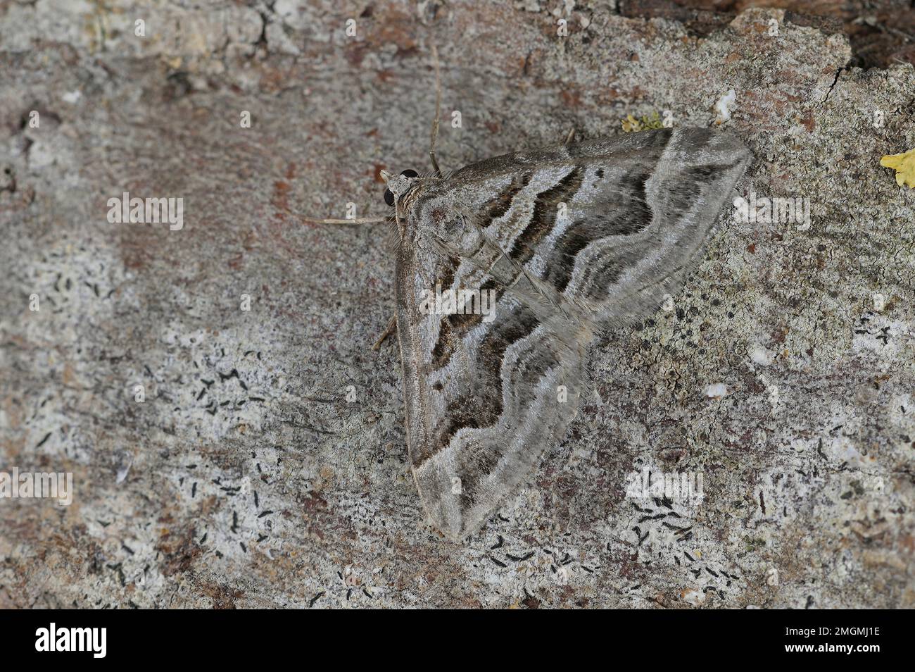 Spanish carpet (Scotopteryx peribolata), Imago at rest, Hillion ...