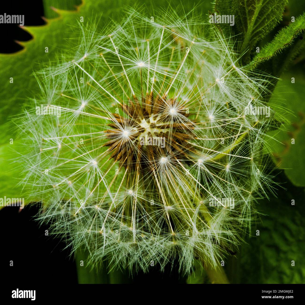 A closeup shot of a single Common Dandelion in the background of a ...