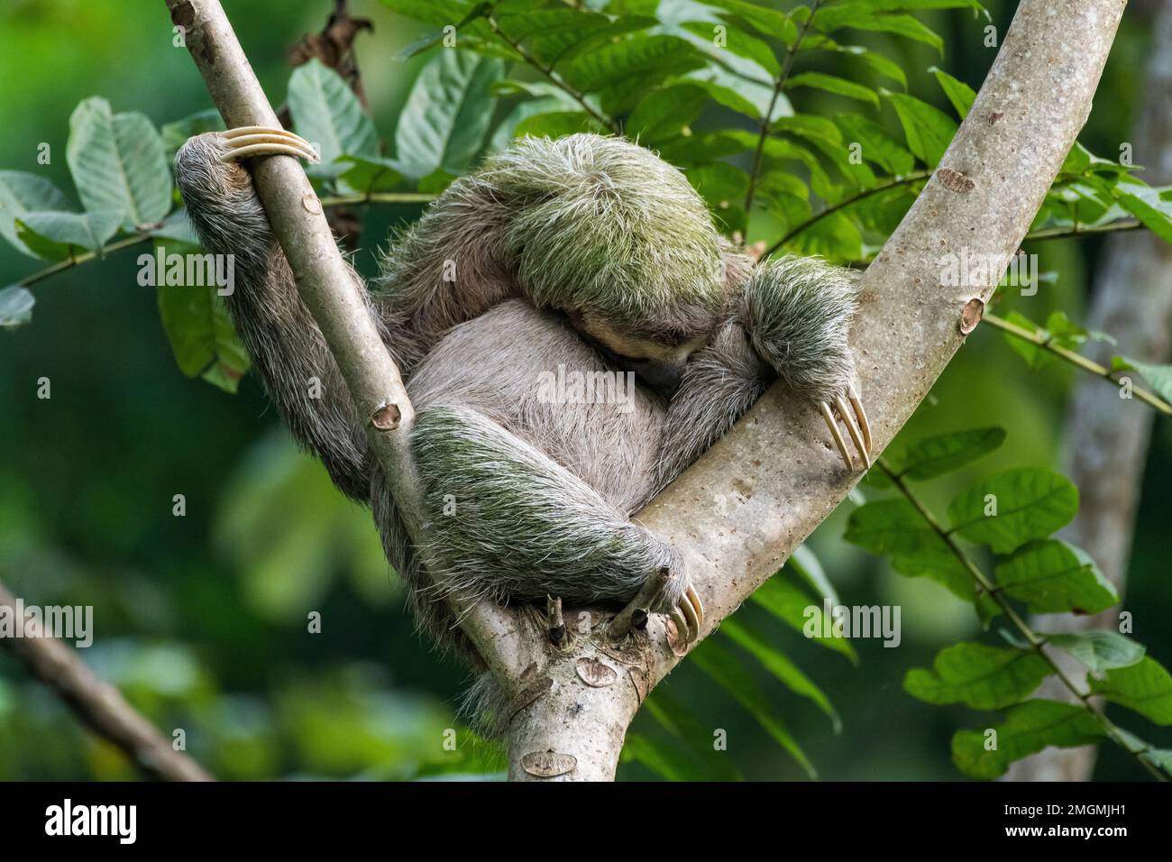 Pale-throated three-toed sloth (Bradypus tridactylus) on a branch ...