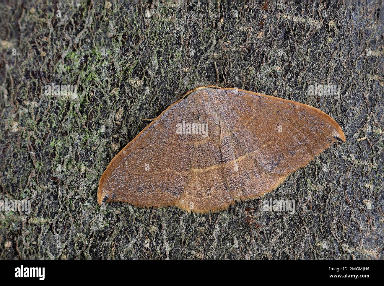 Spiny hook-tip (Watsonalla uncinula) Imago at rest, Saint-Brieuc ...