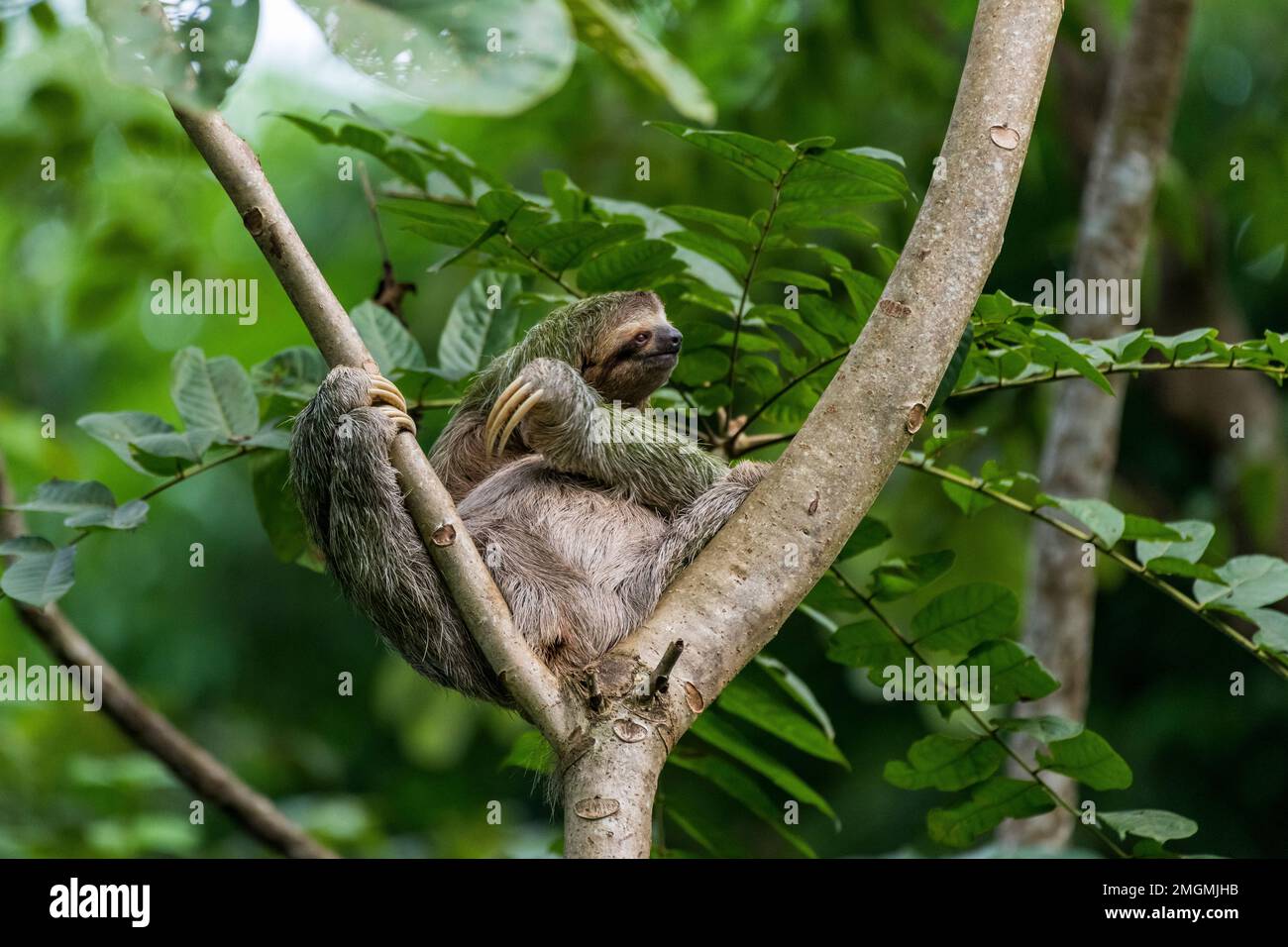 Pale-throated three-toed sloth (Bradypus tridactylus) on a branch ...