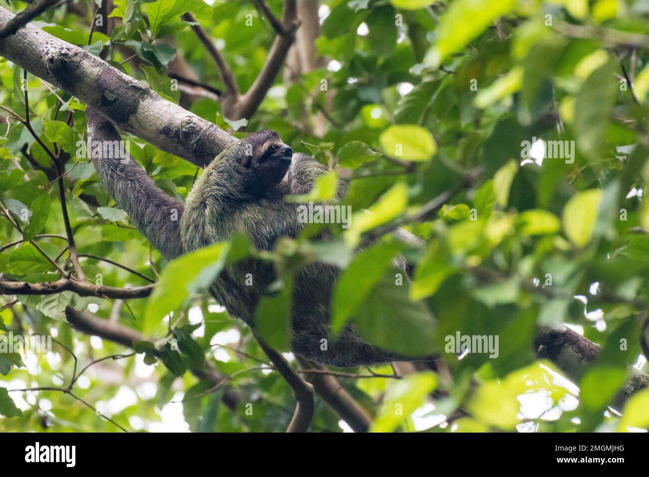 Pale-throated three-toed sloth (Bradypus tridactylus) on a branch ...