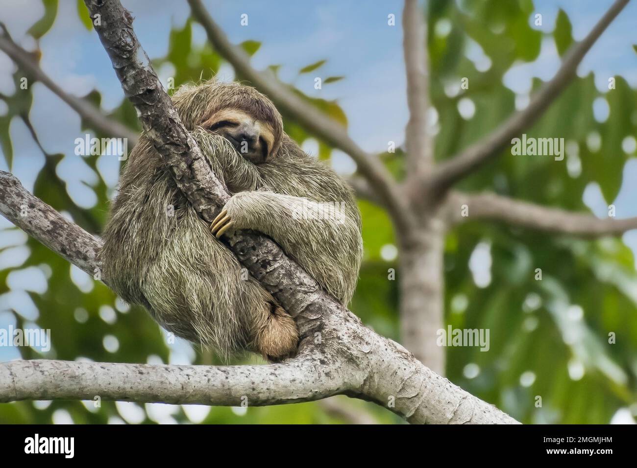 Pale-throated three-toed sloth (Bradypus tridactylus) on a branch ...