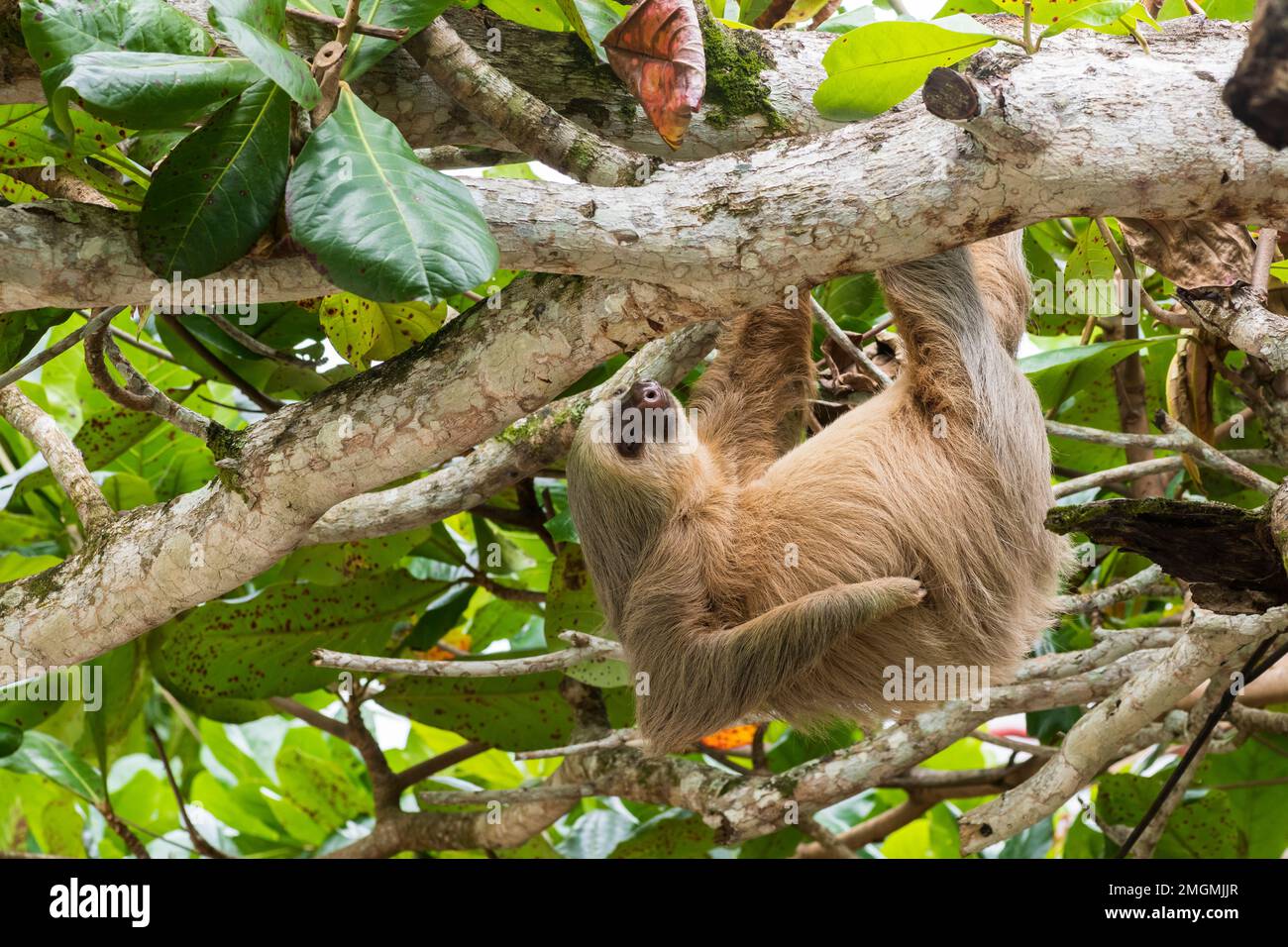 Southern two-toed Sloth (Choloepus didactylus) hanging, Costa Rica ...