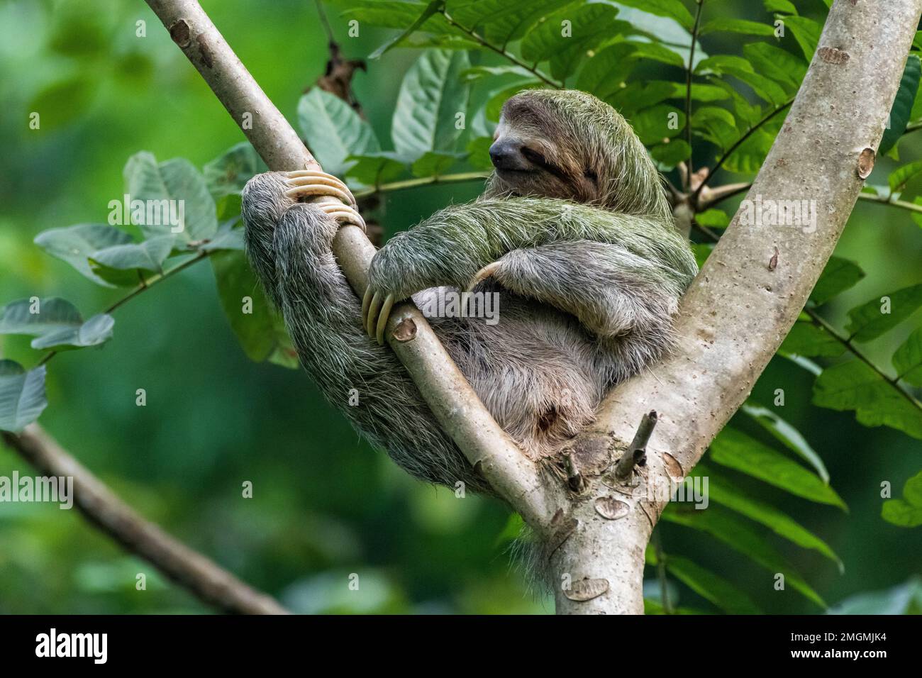 Pale-throated three-toed sloth (Bradypus tridactylus) on a branch ...