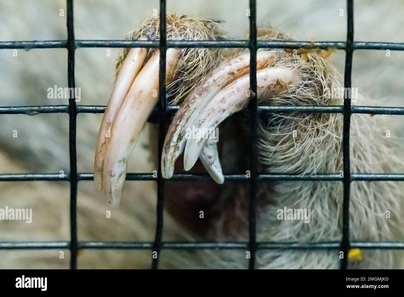 Southern two-toed Sloth (Choloepus didactylus) claws, Costa Rica Stock ...