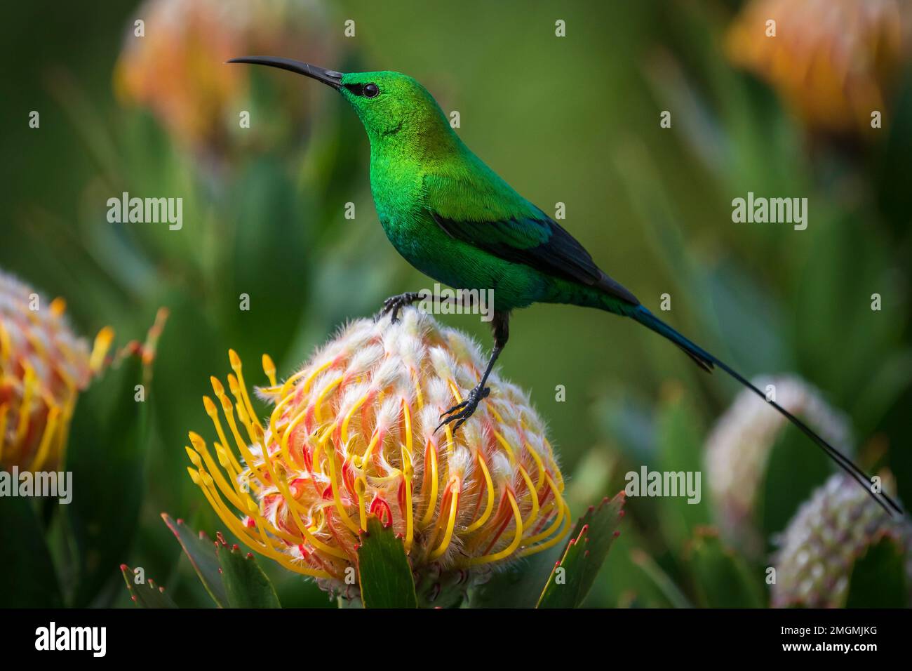 Malachite sunbird (Nectarinia famosa) perched on a pincushion protea ...