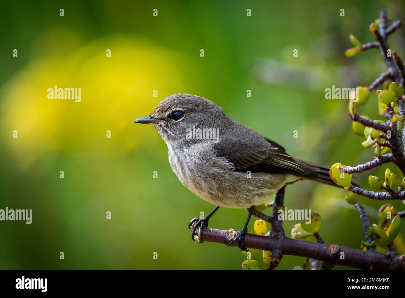 African dusky flycatcher (Muscicapa adusta) perched on a tree branch ...