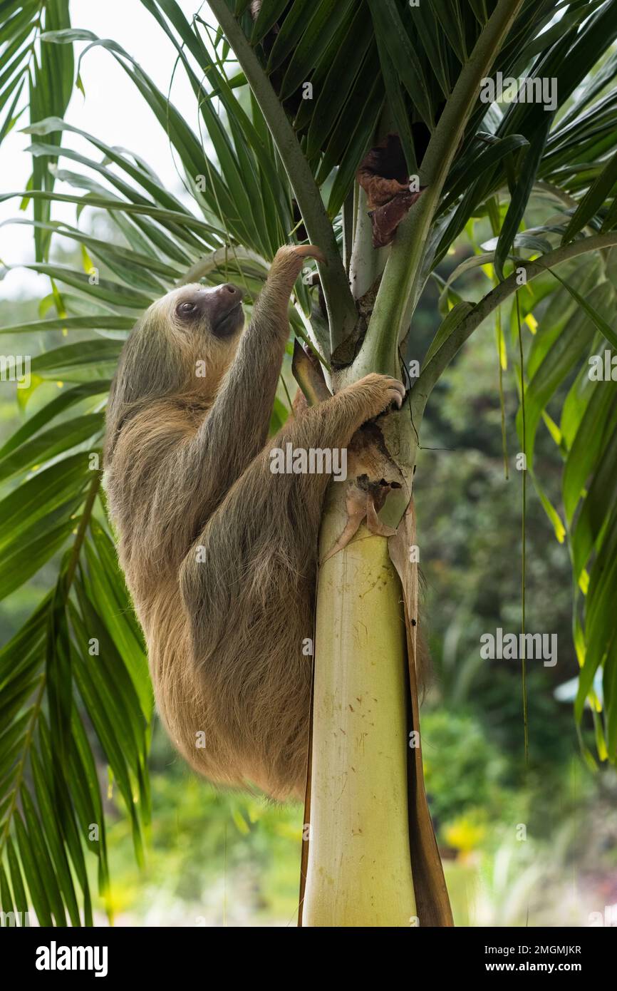 Southern two-toed Sloth (Choloepus didactylus) climbing a tree, Costa ...