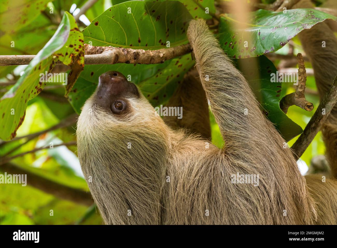 Southern two-toed Sloth (Choloepus didactylus) hanging, Costa Rica ...