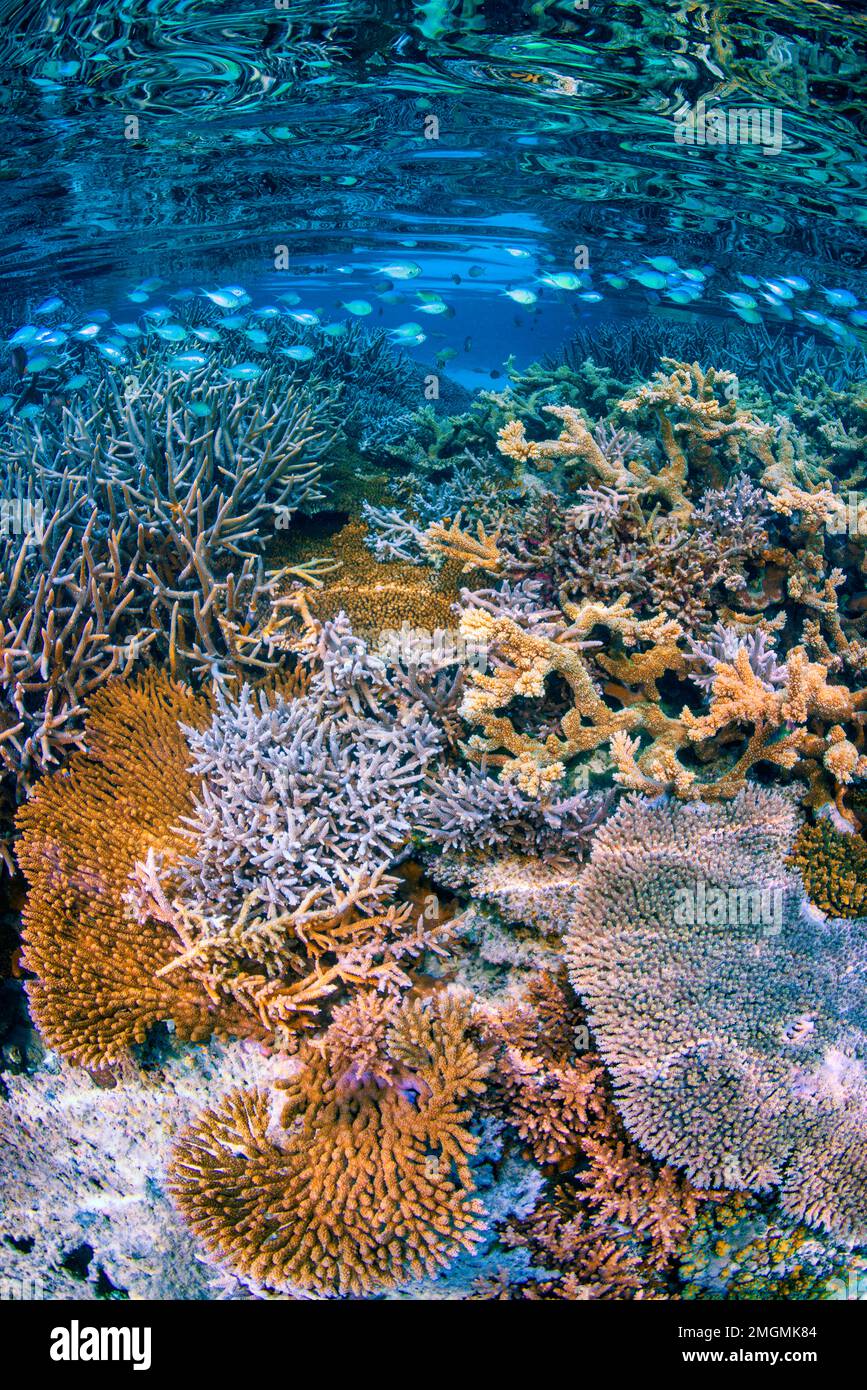 Coral jungle on reef, Mayotte Stock Photo - Alamy