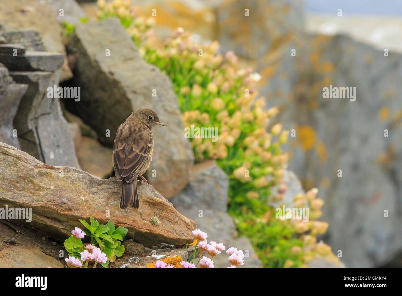 Young Rock Pipit (Anthus petrosus) on a rock, Noss Island, Shetland ...