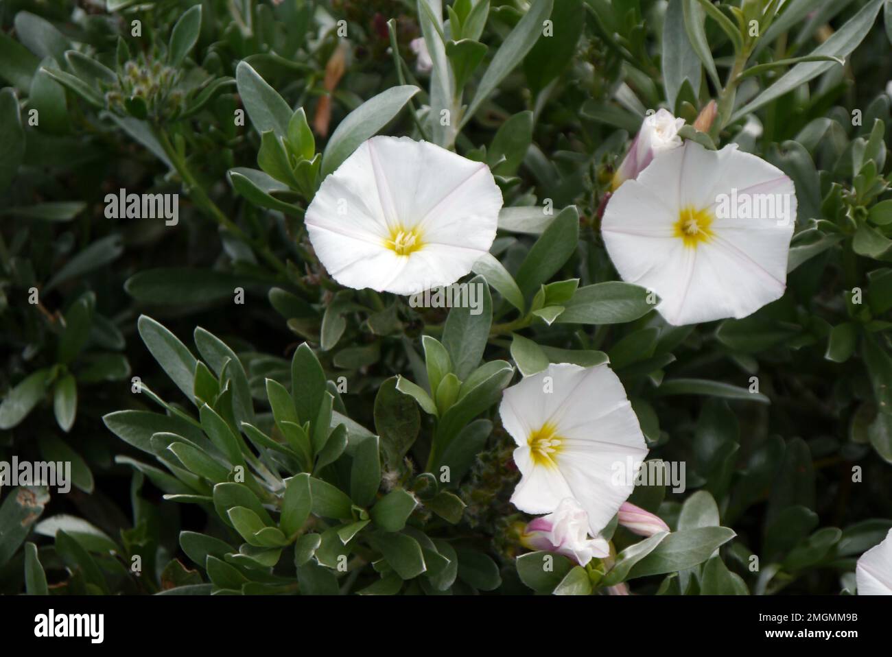 White Convolvulus Cneorum (Shrubby Bindweed) Flowers grown at RHS ...