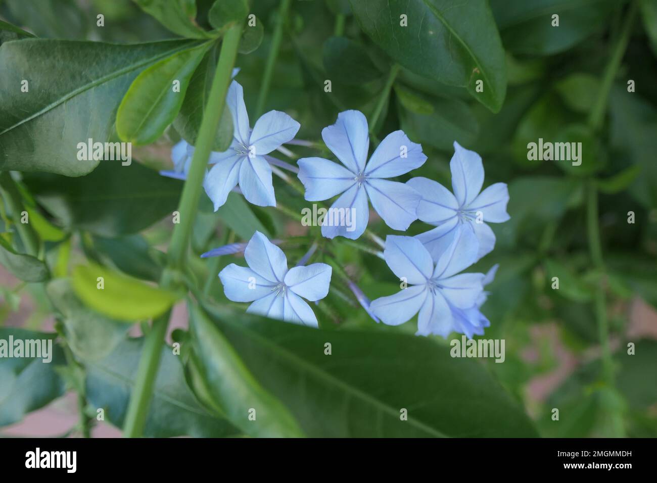 Beautiful blue plumbago flowers hi-res stock photography and images - Alamy