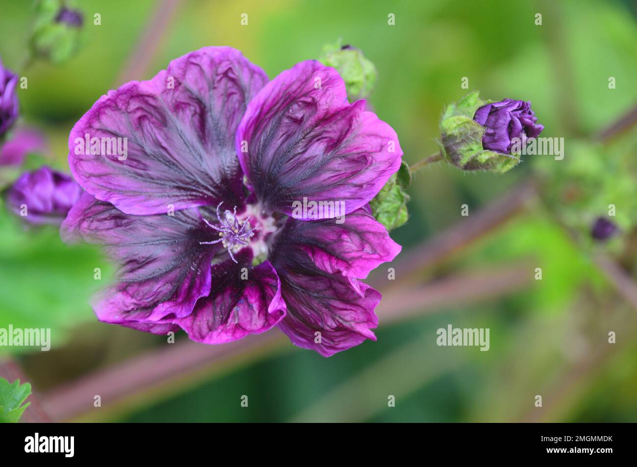 Single Striped Purple/Pink Grape Mallow 'Malva Sylvestris' Flower grown ...