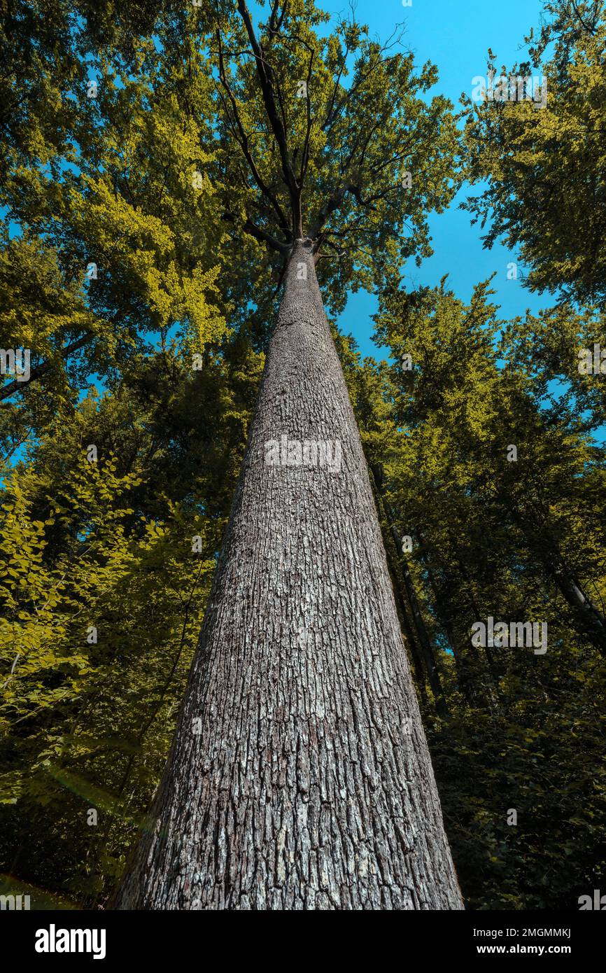 English oak (Quercus robur Stock Photo - Alamy