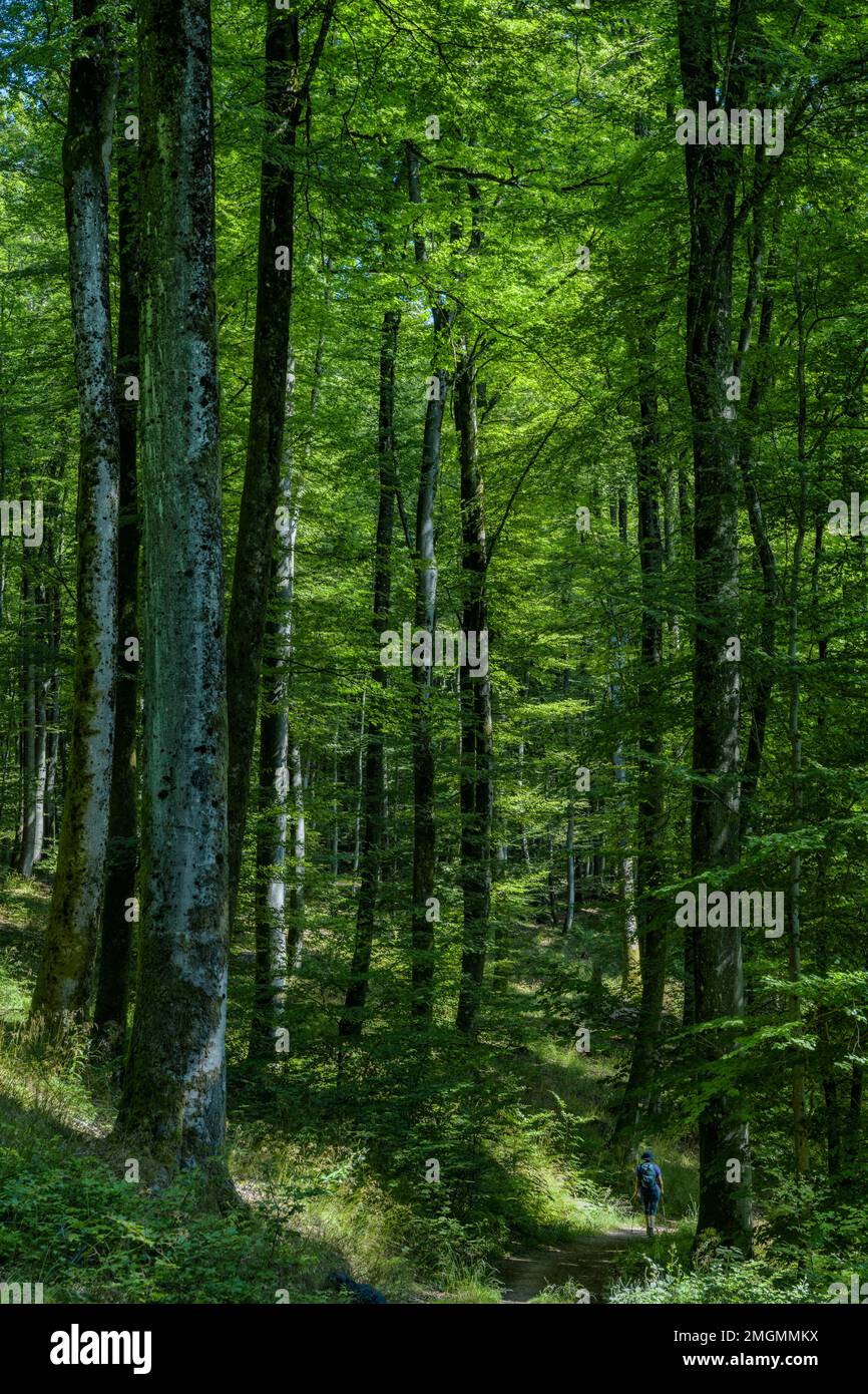 Remarkable beech forest in the Parc des Vosges du Nord, France. The ...