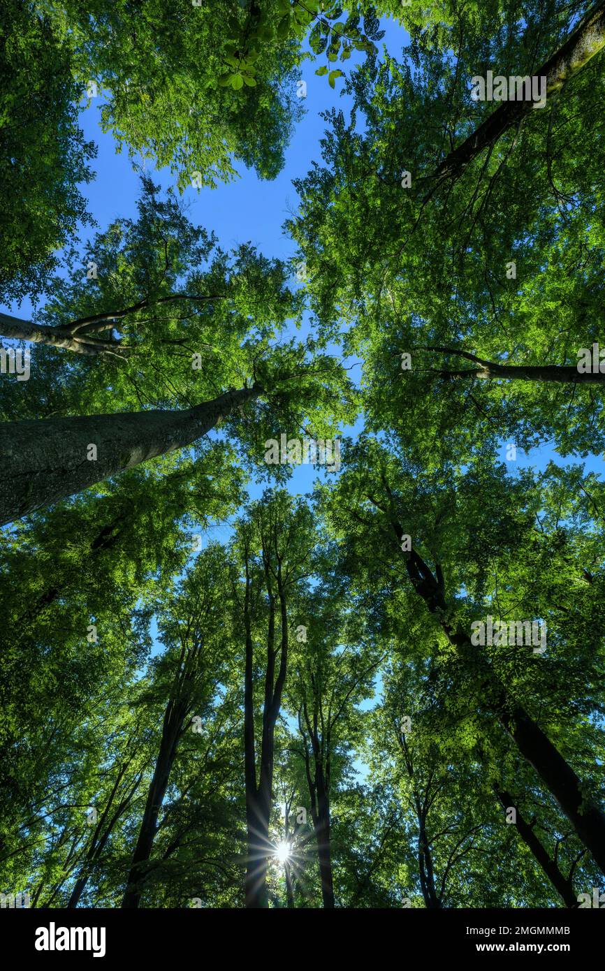 Remarkable beech forest in the Parc des Vosges du Nord, France. The ...