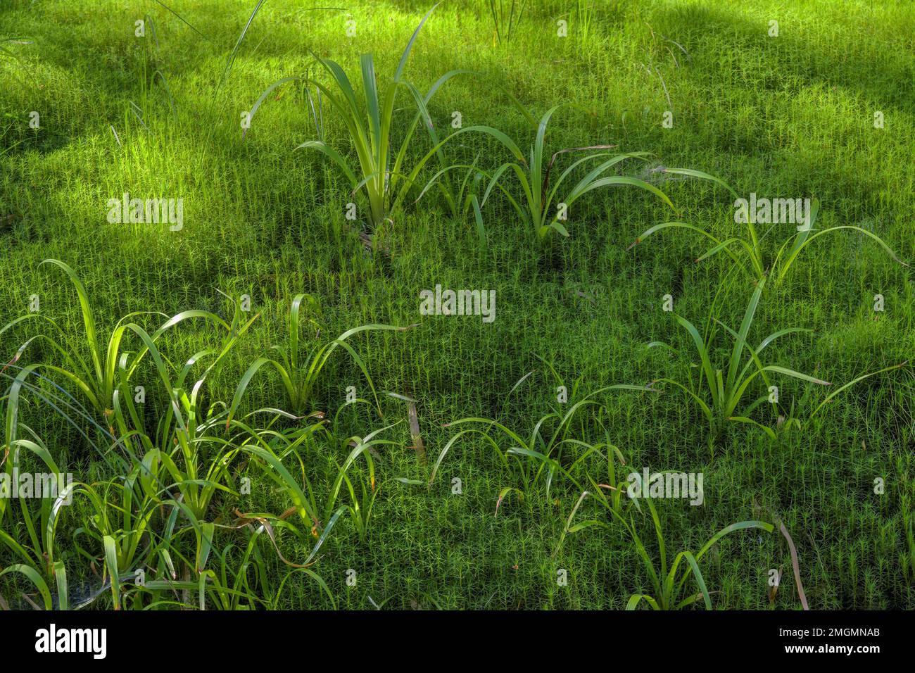 Polytrics in the Vosges mountains. Polytrichum formosum (?) briophyte ...