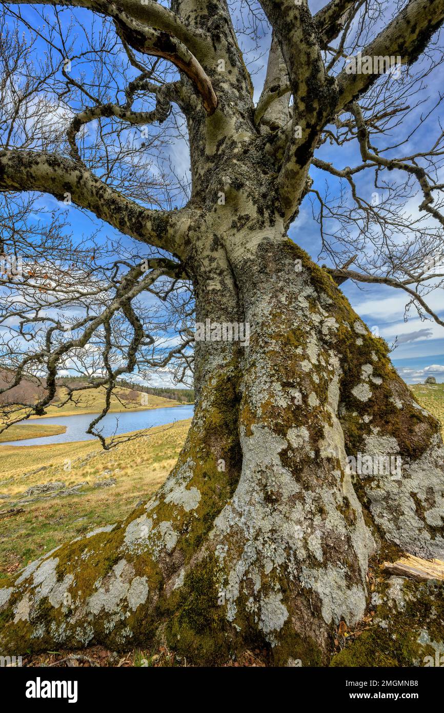 Hundred-year-old beech trees (fagus sylvatica) covered with lichens and ...