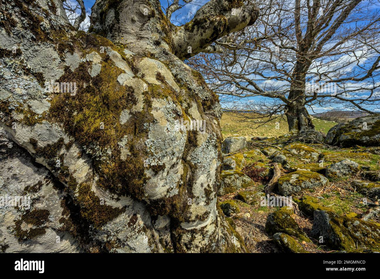 Hundred-year-old beech trees (fagus sylvatica) covered with lichens and ...