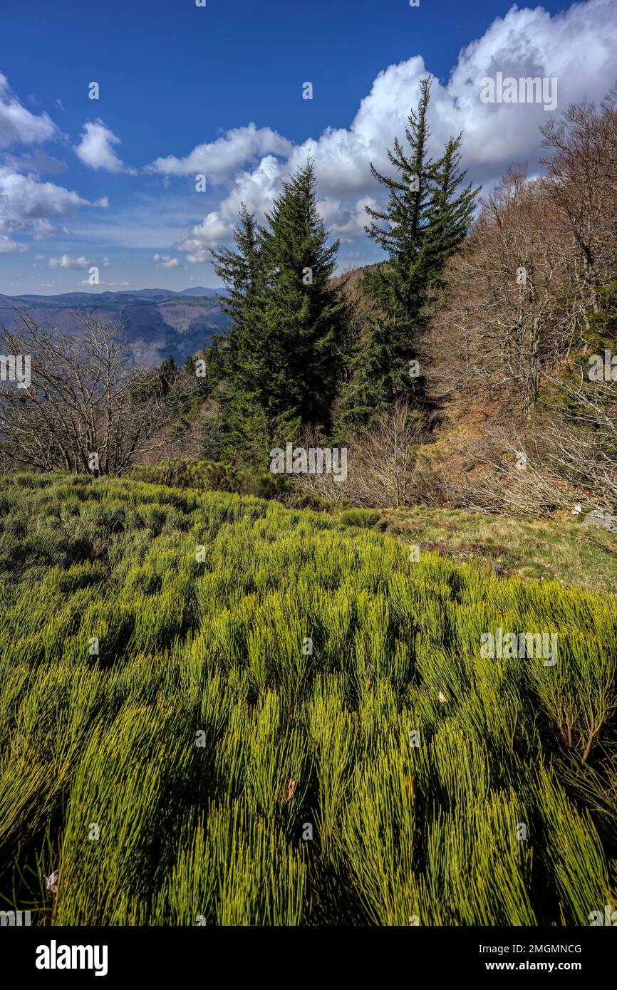 Clearing in the forest covering the Mont Aigoual massif. L'Hort de Dieu ...