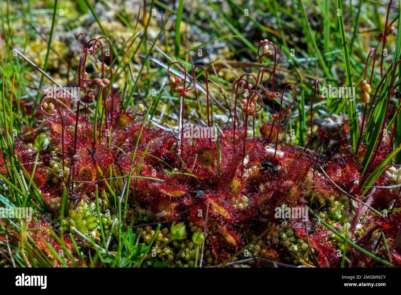 Drosera (Drosera rotondifolia) in the peat bog of Lake Guichard, Col de ...