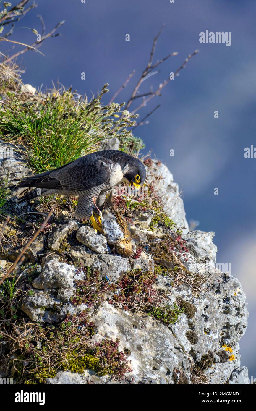Male peregrine falcon (Falco peregrinus) and its prey, a song thrush ...