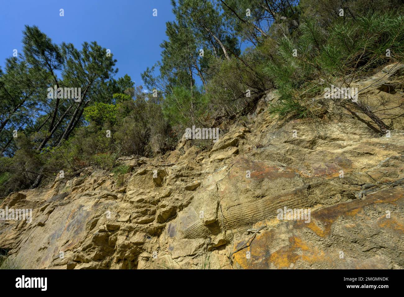Trunk of tree horsetail (Calamites) fossilised in Carboniferous ...