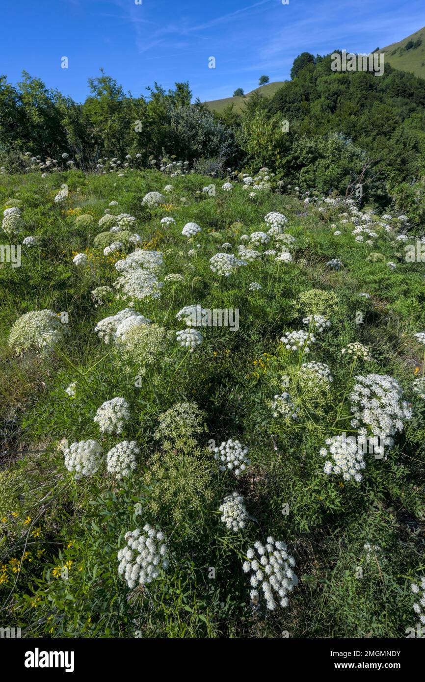 Umbels of Laserwort (Laserpitium siler) in a pasture of the Jura massif ...