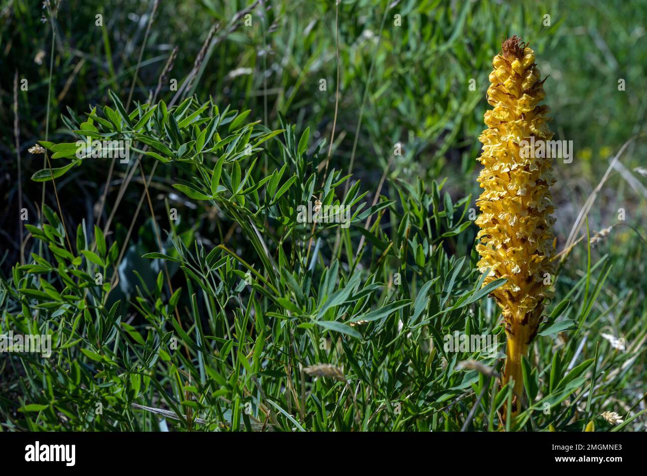 Laserpitium broomrape (Orobanche laserpitii-sileris), parasitic plant ...