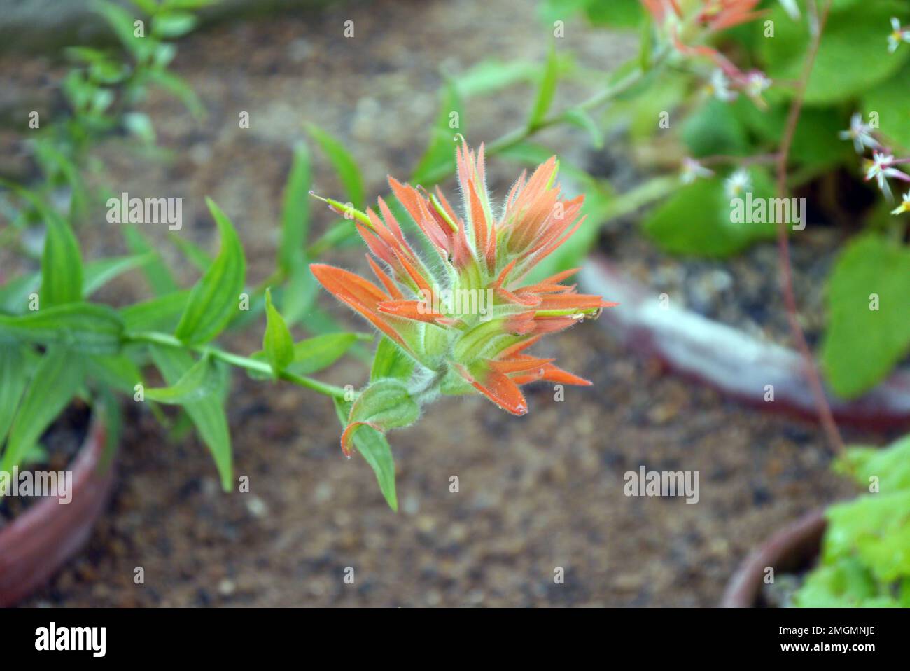 Orange Castilleja Miniata (Indian Paintbrush) Bracts grown in the ...