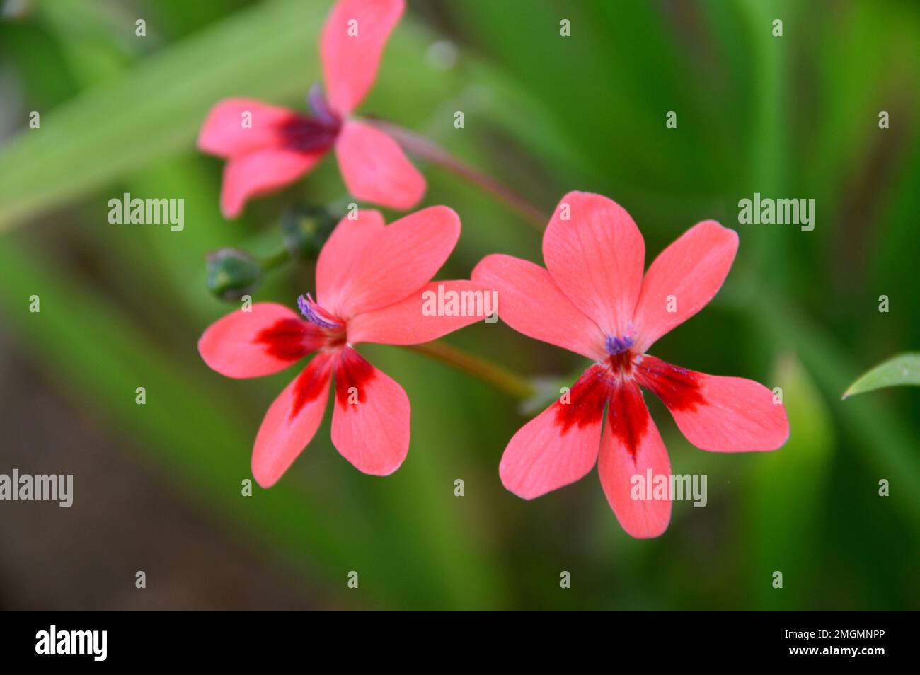 Pink/Red False Freesia 'Anomatheca laxa' (Lapeirousia) Flowers grown in ...